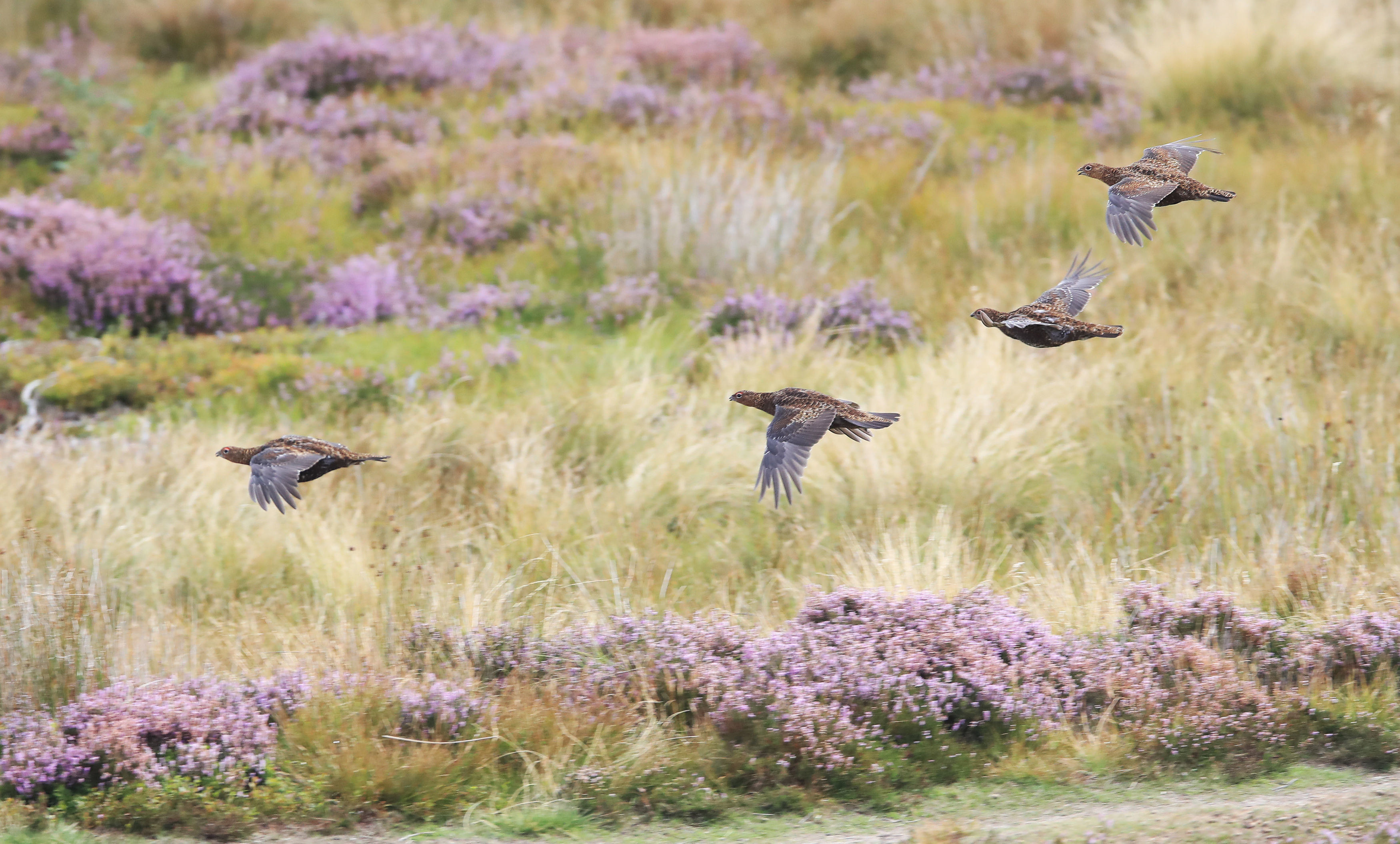 The Glorious 12th: Key questions answered as the grouse shooting season ...