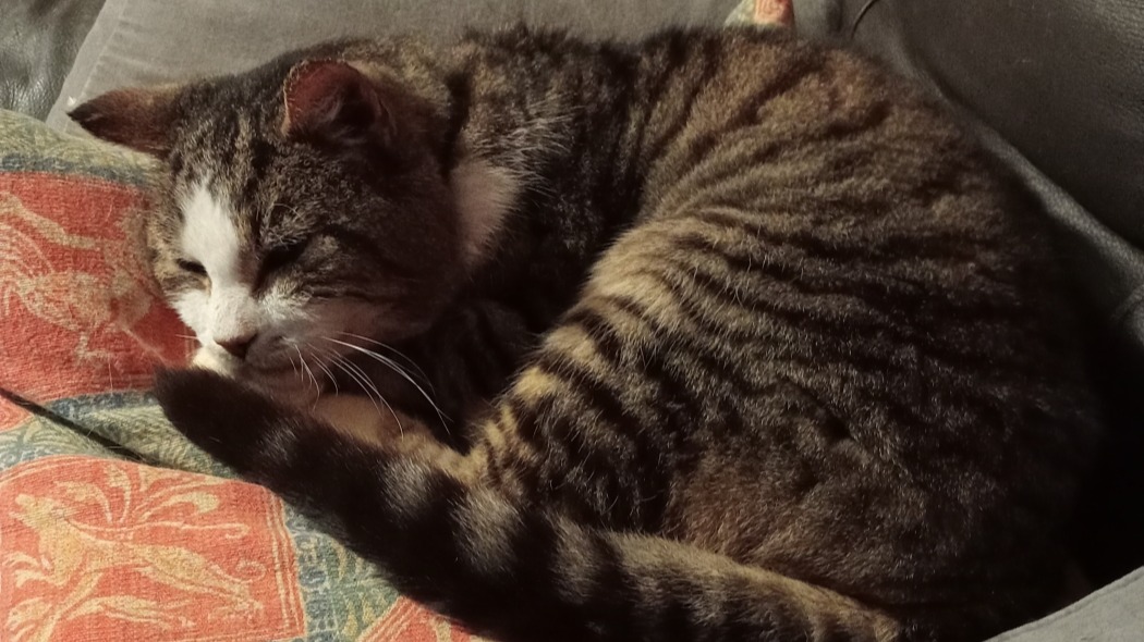 Cat reunited with owner 12 years after going missing was two miles from ...
