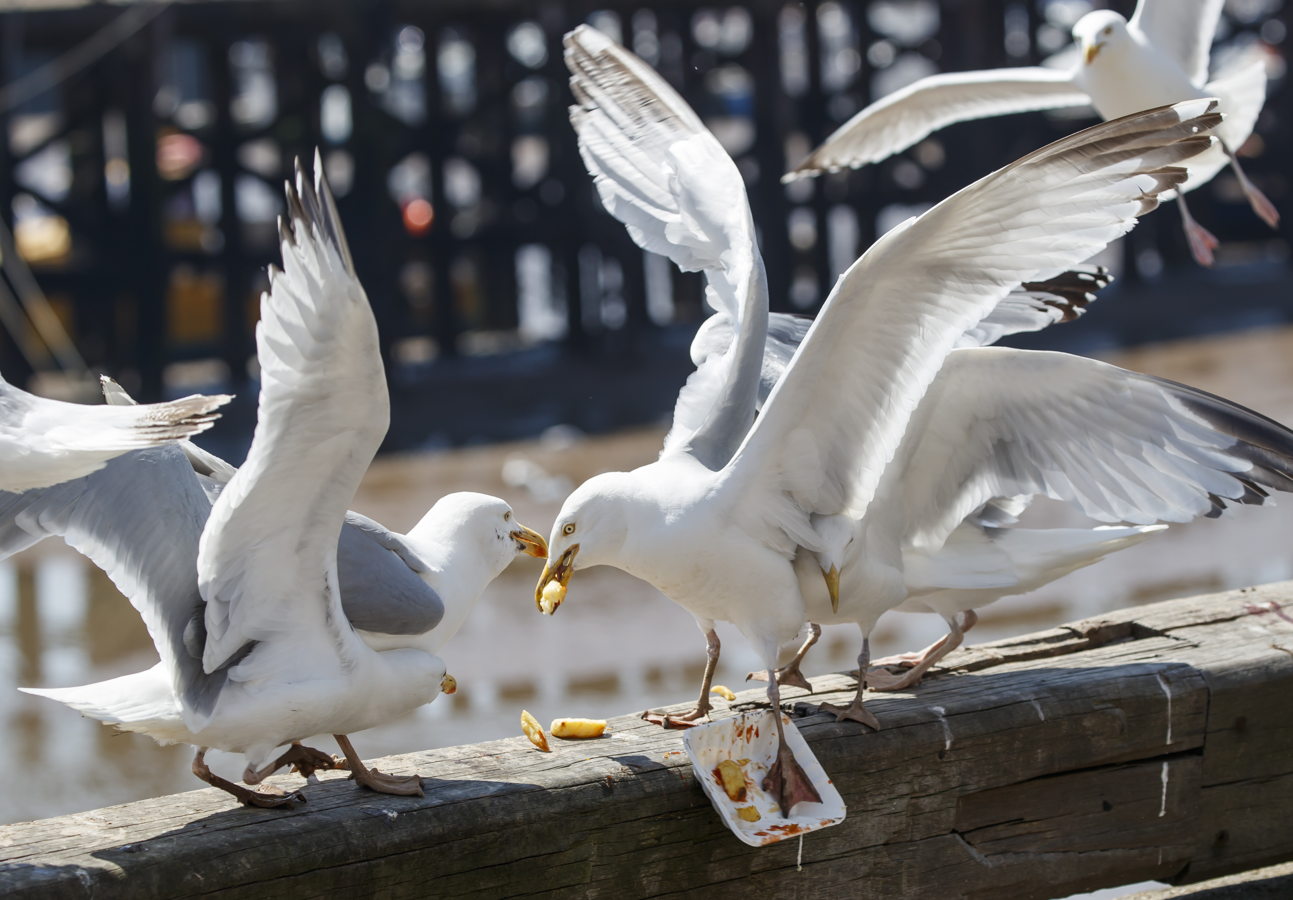 Fears growing seagull population could lead to bird flu outbreak in ...