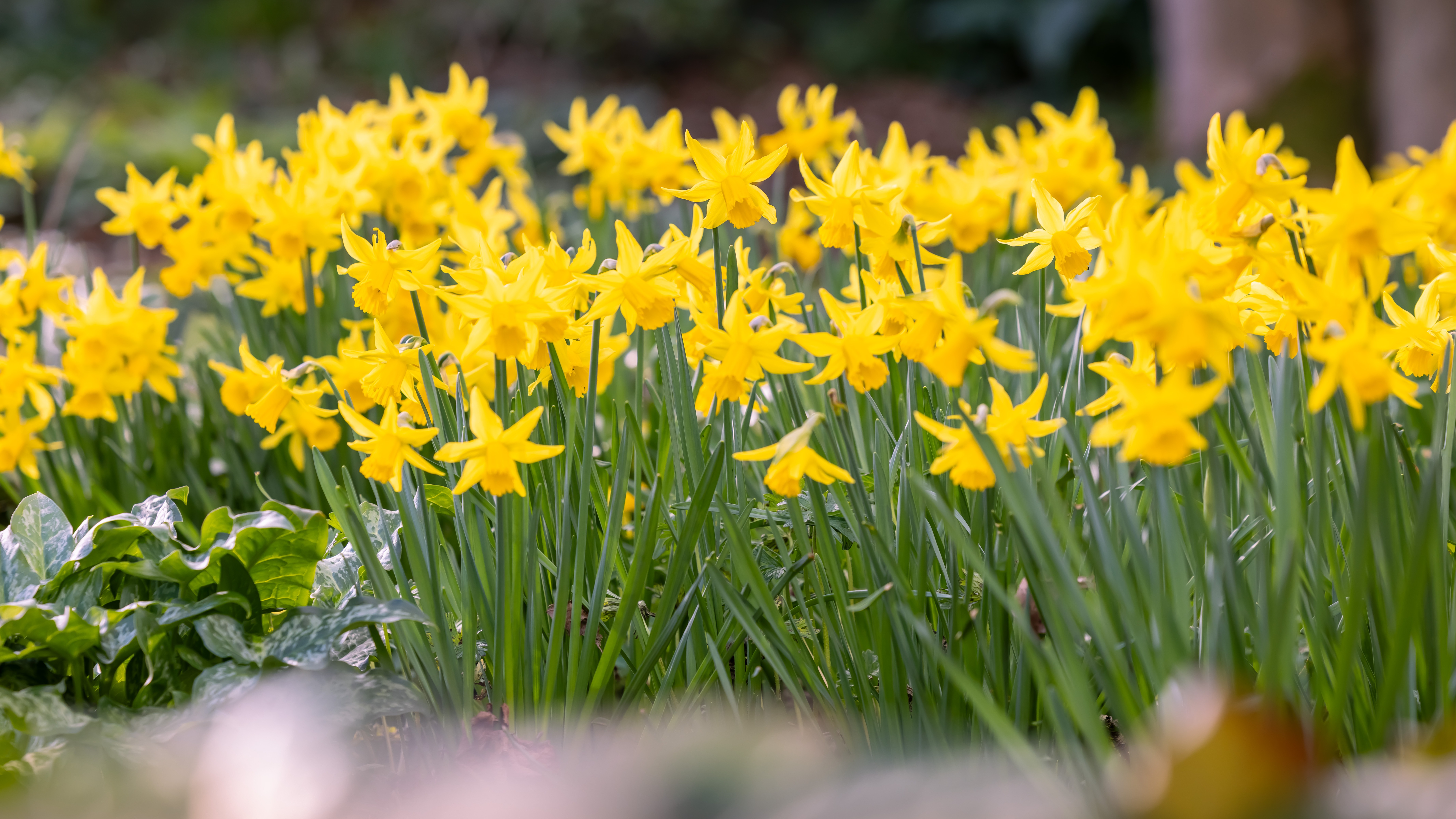 Warmer weather set to bring ‘welcome explosion’ of spring colour, RHS ...