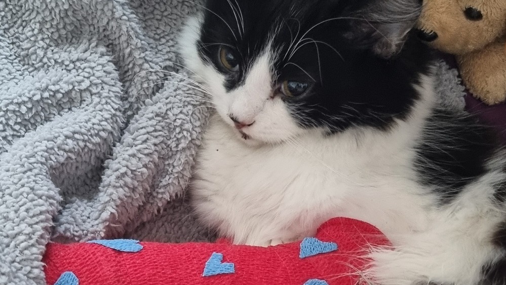 Cat makes miraculous recovery following fall from fourth floor flat in ...