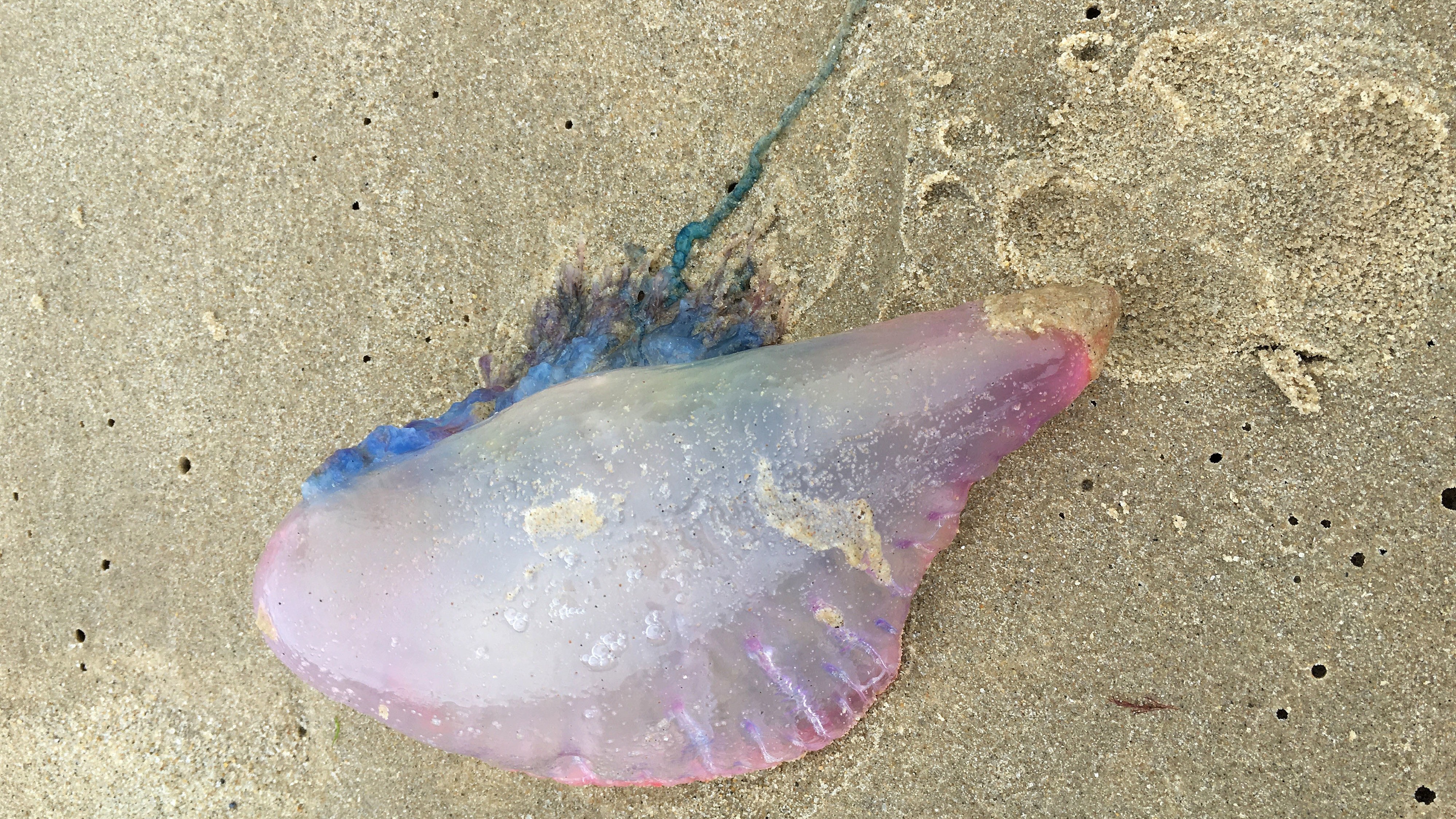 Portuguese man o’war: Increase in sightings of jellyfish-like creature ...