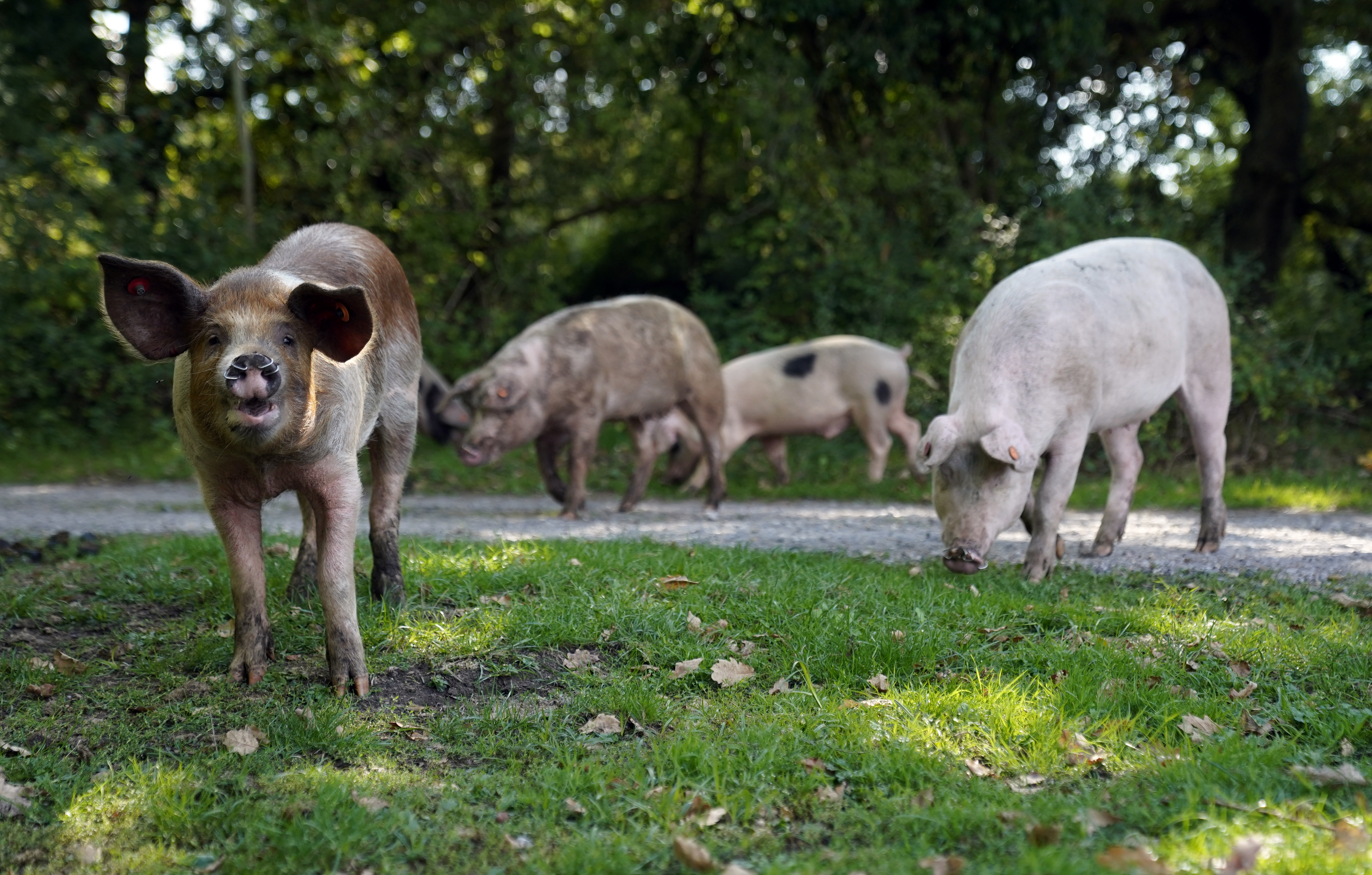 Hundreds of pigs released in annual pannage to hoover up New Forest ...