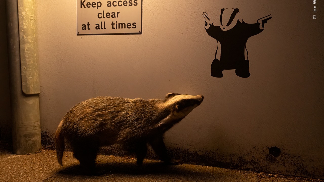 Sussex badger snap wins public vote for wildlife photographer of the ...