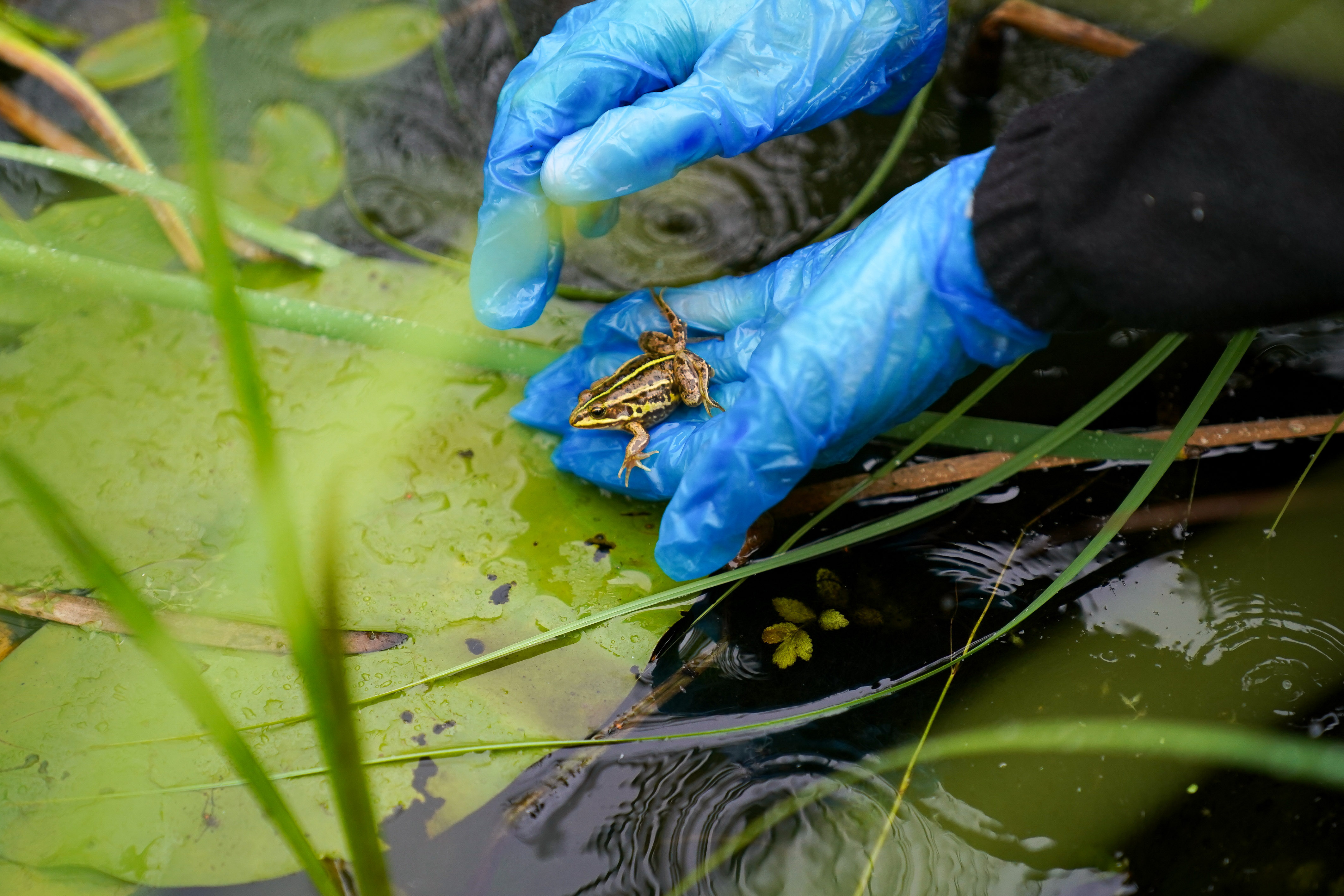Frog that became extinct in England reintroduced to its former home ...