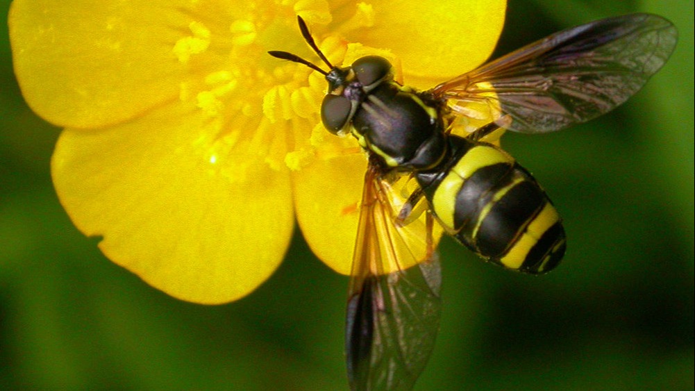 Bug splat survey shows ‘potentially catastrophic declines’ in insect ...