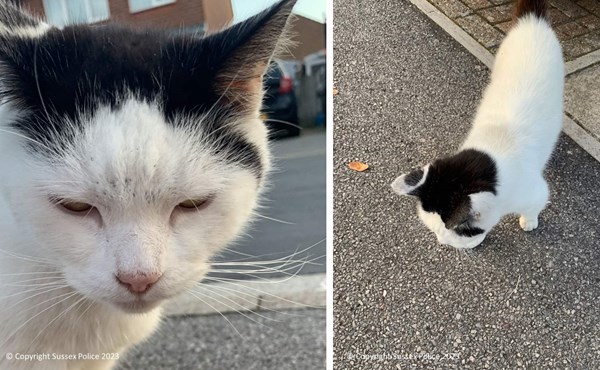 Stolen cat found after Sussex Police appeal | ITV News Meridian