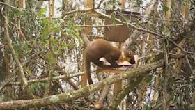 Pine martens released in Exmoor after 100 years of extinction - Latest ...