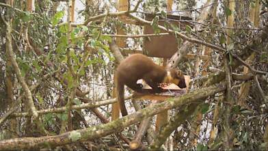 Pine martens released in Exmoor after 100 years of extinction - Latest ...