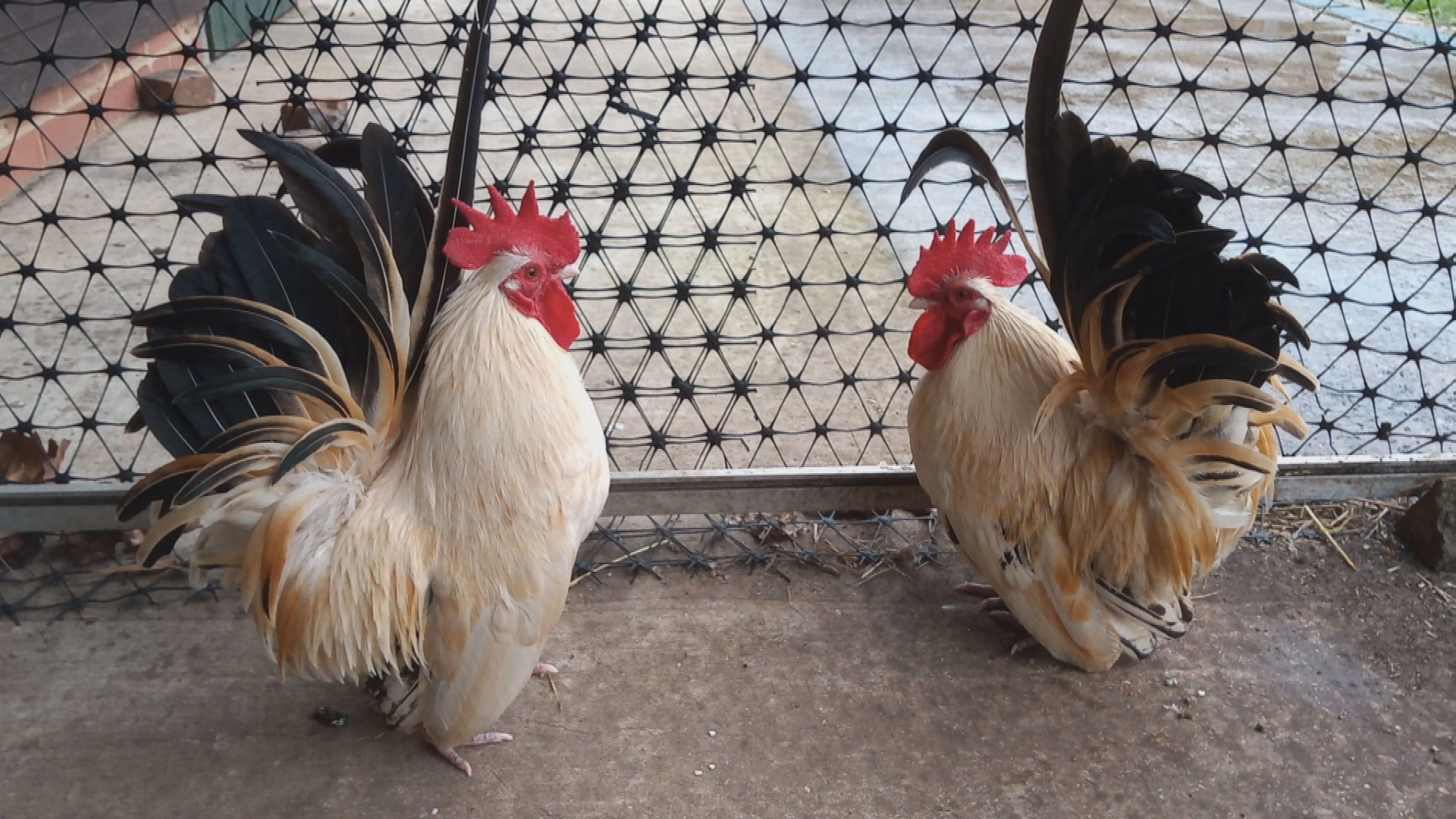 Cockerels abandoned in Kent dubbed the 'Cluckle Brothers' now looking ...