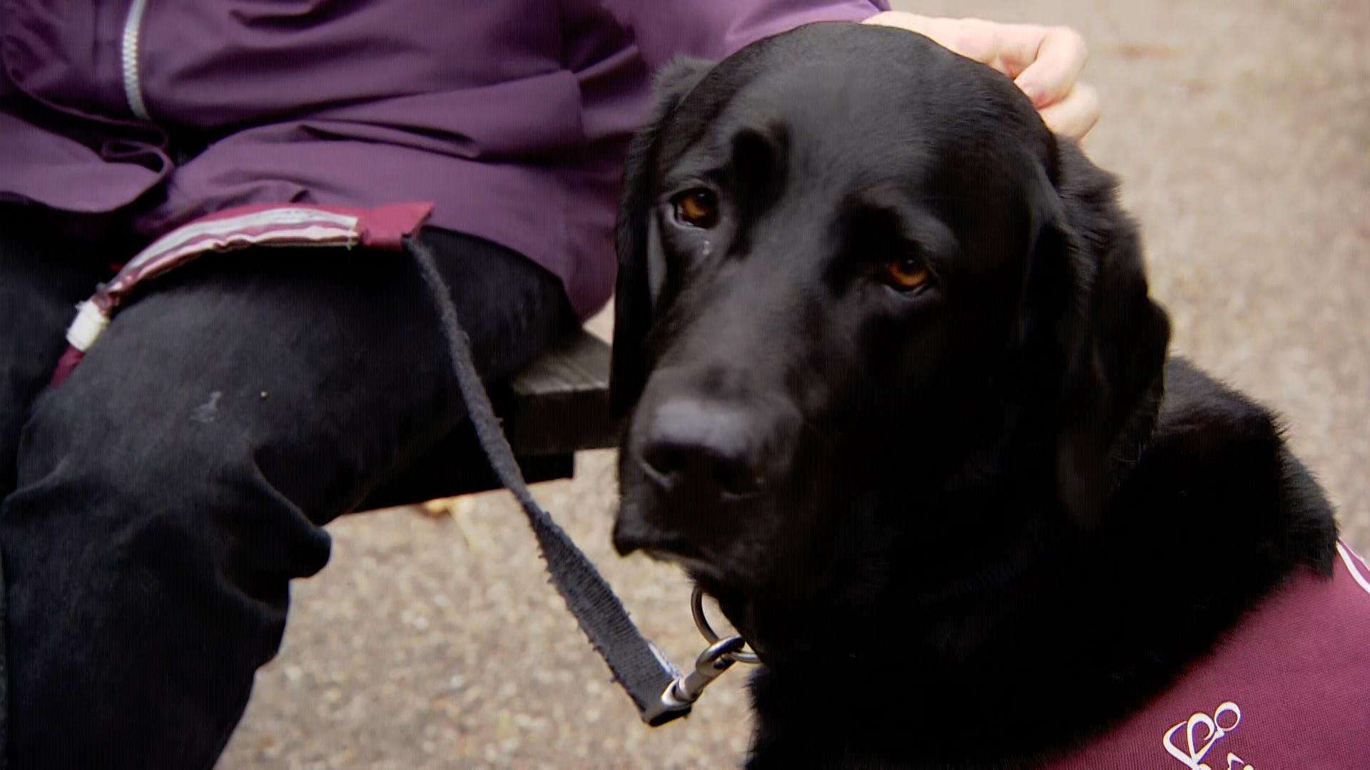 How Are Hearing Dogs Trained