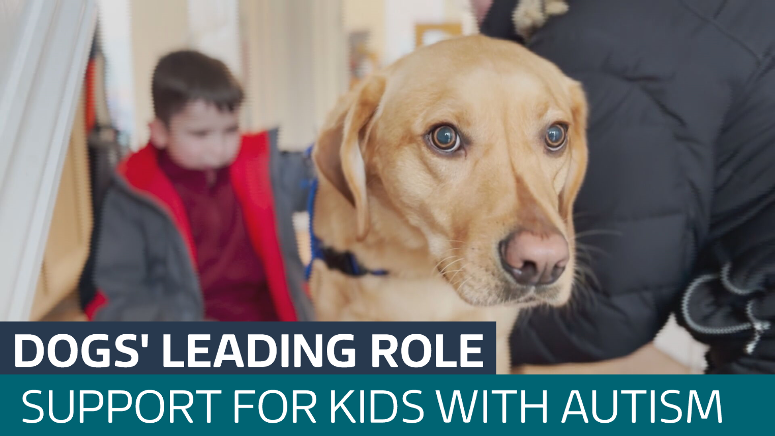 Charity training dogs to help children with autism calls for more ...