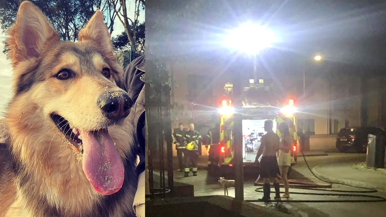 Family praise quick-thinking canine who woke them up during fire next ...