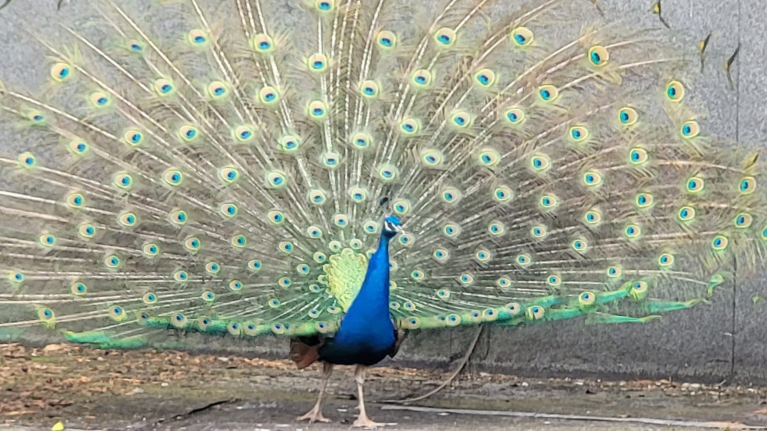 Maryport divided over 30 feral peacocks as warring petitions debate if they should be removed ...