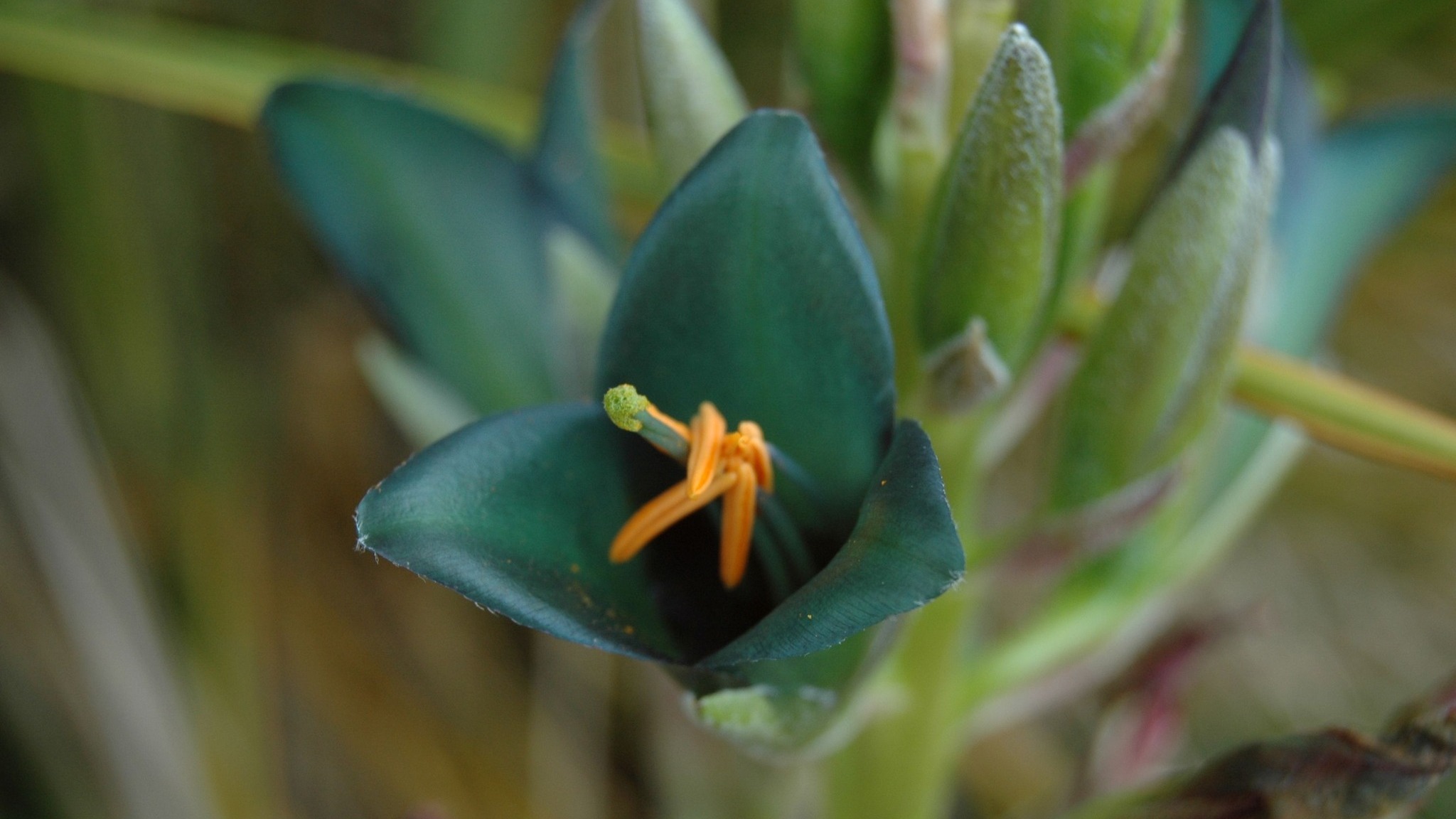 Rare 'Sapphire Tower' blooms in Scotland for first time at botanical ...