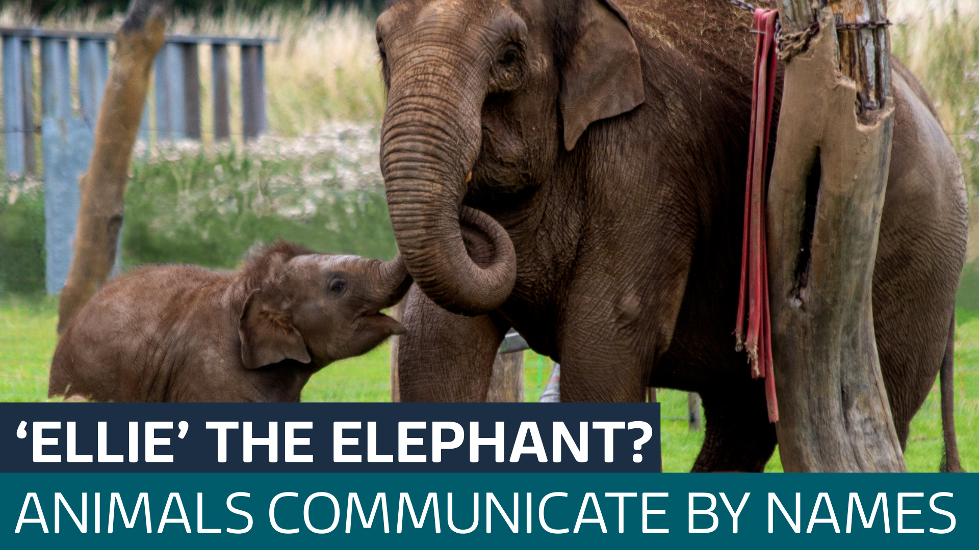 Elephant Names - Trending #61