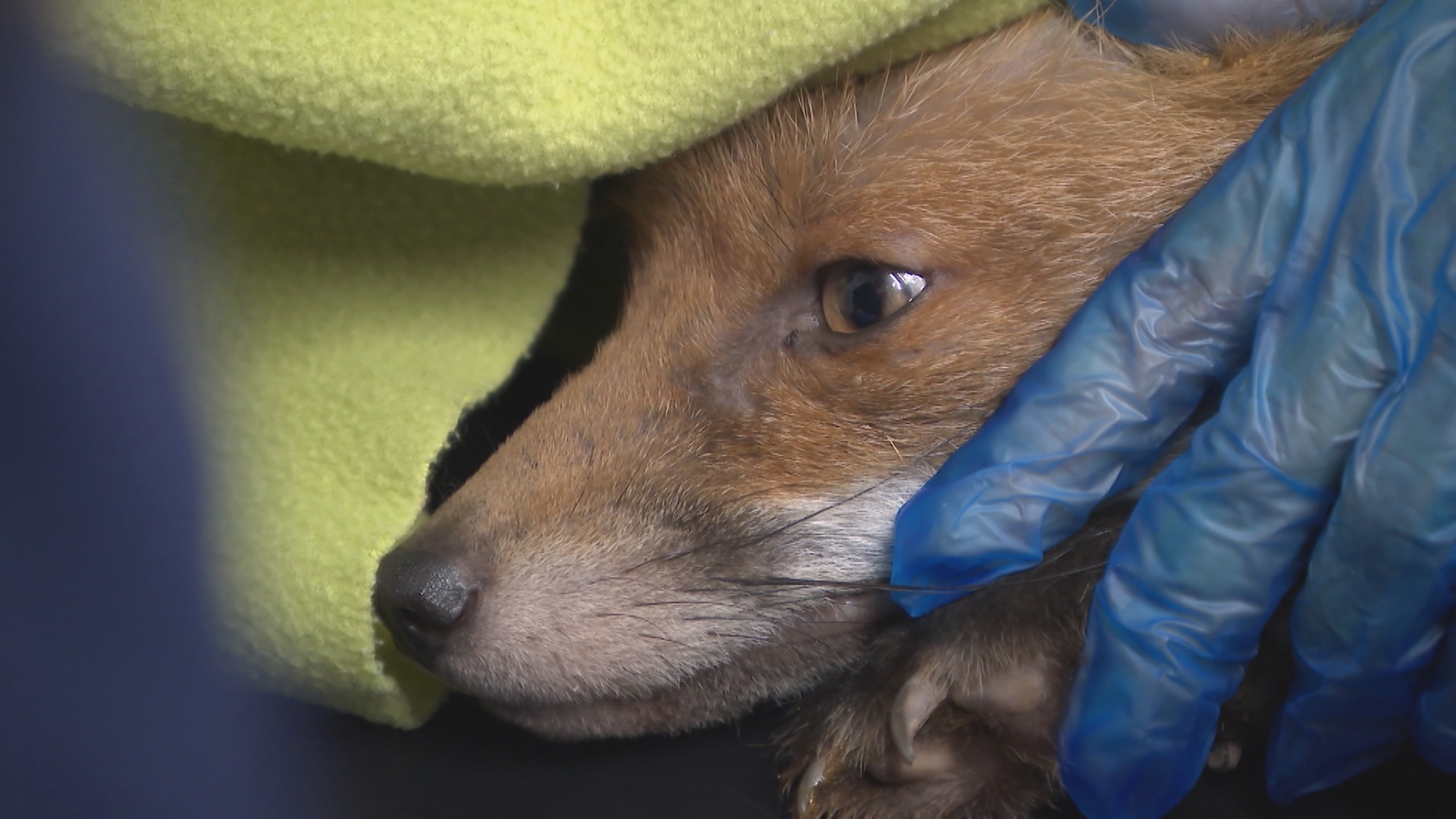 Oxfordshire Wildlife Rescue given a year to find £250,000 in urgent ...