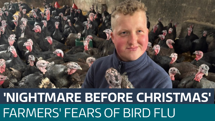 Turkey farmers enact measures to defend their flocks from bird flu ...