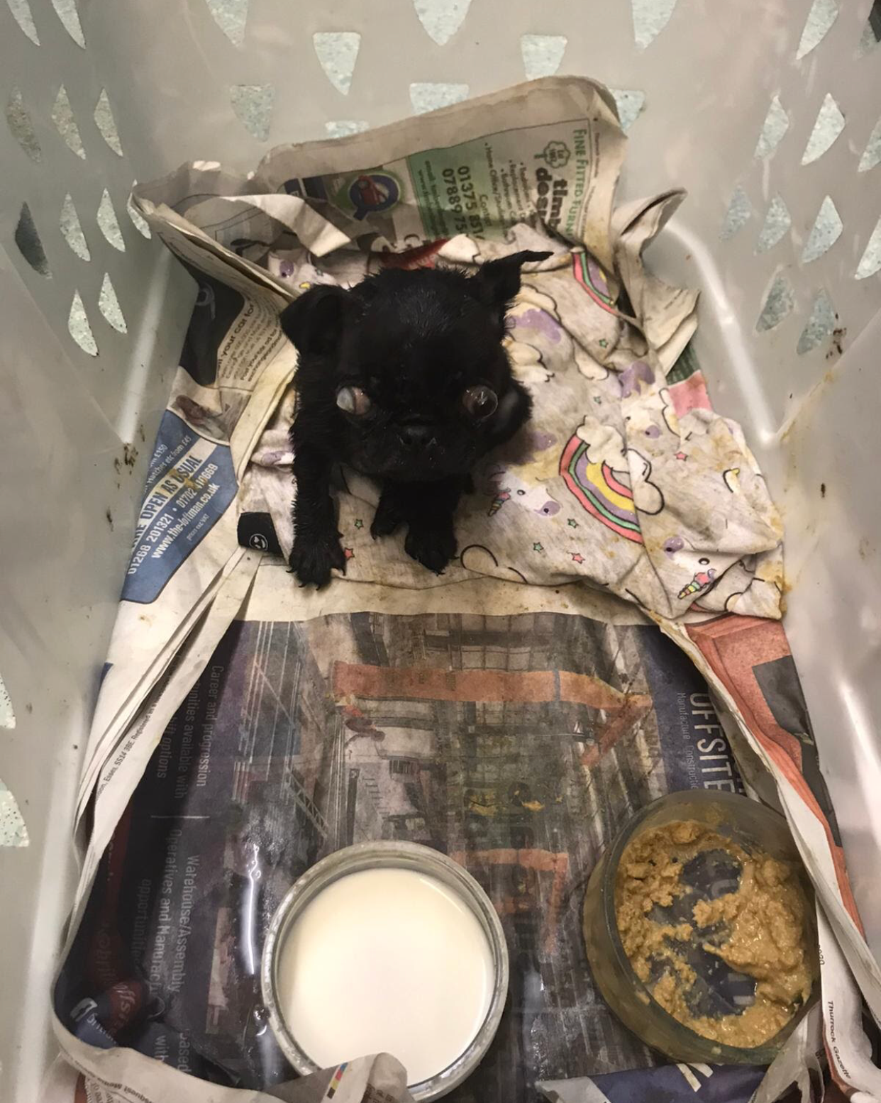 Investigation launched after tiny sick pug puppy dumped in laundry ...