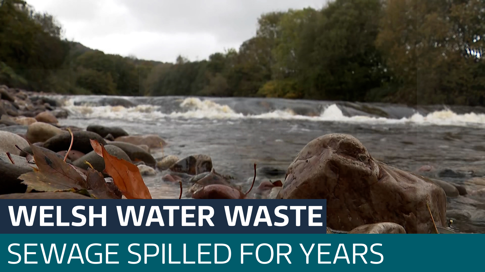 Welsh Water admits illegally spilling sewage near dolphin habitat for ...