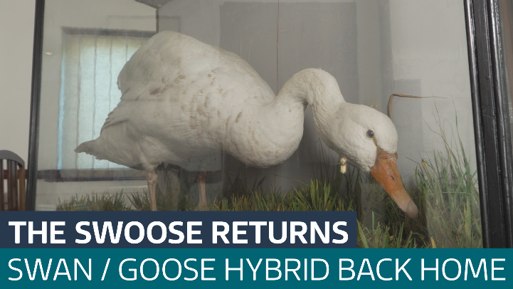 The rare swoose returns to its home town - Latest From ITV News