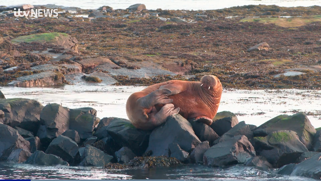 VIDEO: Walrus spotted on the east coast 'for the first time' | ITV News ...