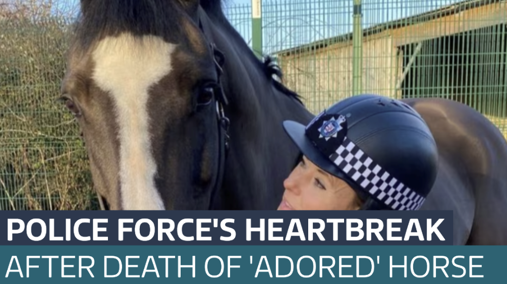 Much-loved Avon and Somerset Police force horse dies suddenly - Latest ...