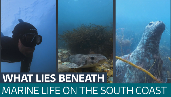 The diver from Sussex who's amassed 100,000 social media followers ...