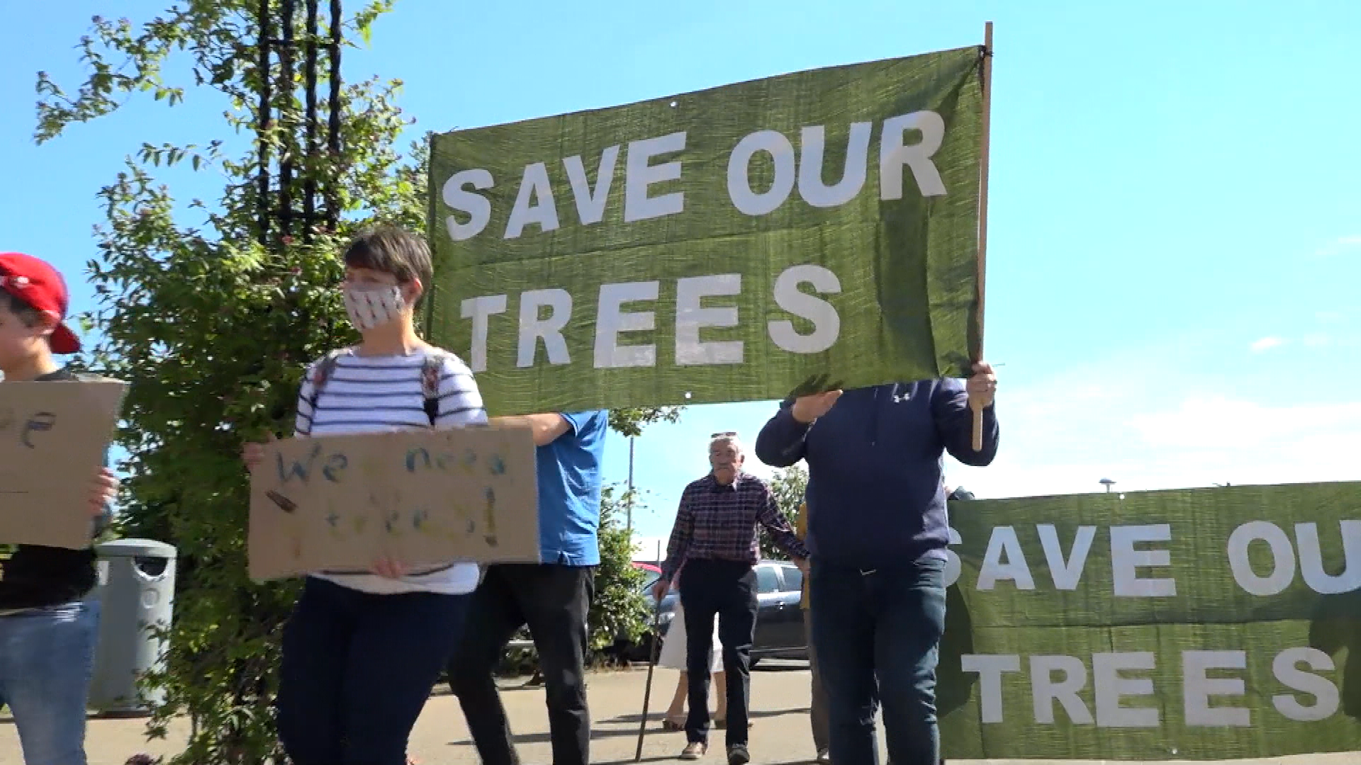 Thousands sign petition opposed to replacing ancient trees with car ...
