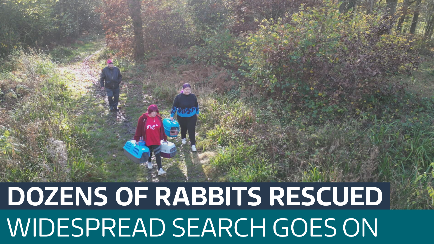 Search goes on as dozens of rabbits recused from Worcestershire woods ...