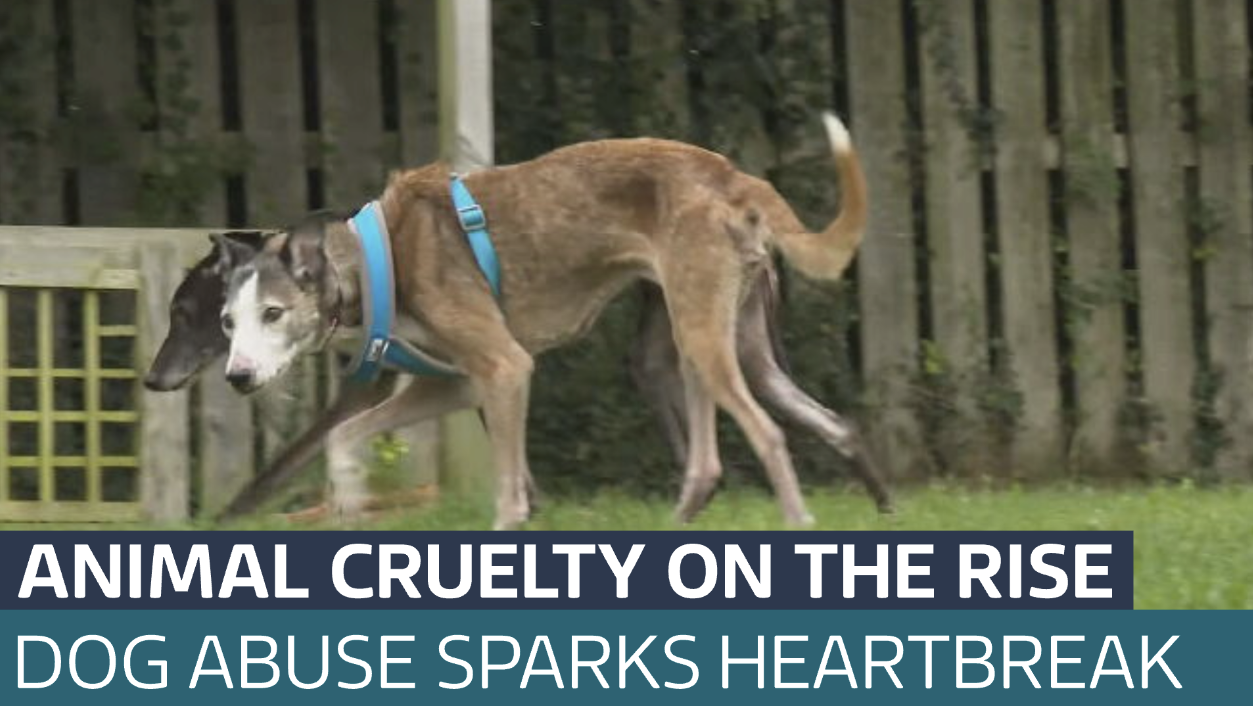 'Alarming' rise in cases of dog cruelty in Devon and Cornwall - Latest ...