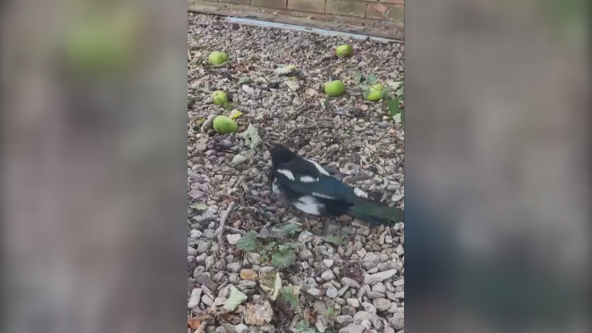 'Drunk' magpie filmed tumbling about in garden near Bicester after eating fermented apples | ITV ...