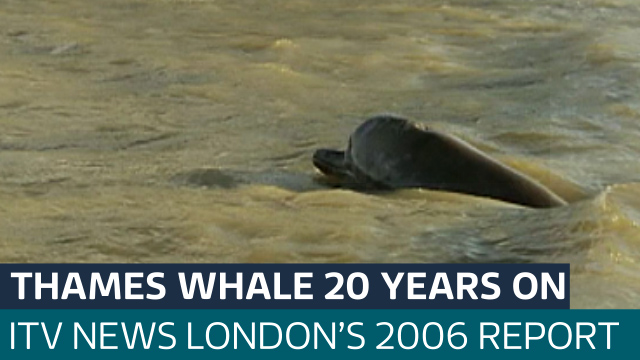 Thames whale 20 years on: ITV News London's original report on the ...
