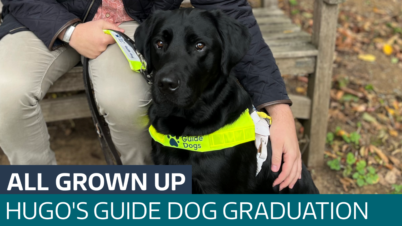 Following Hugo's journey from guide-dog-in-training to much-loved ...