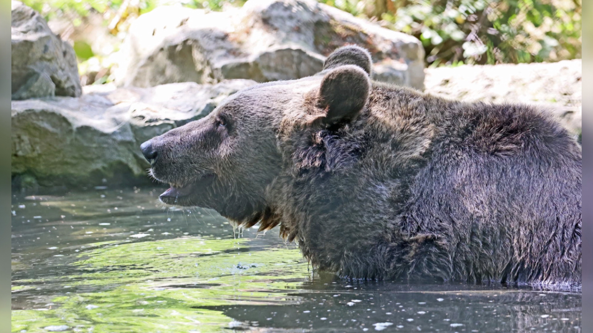 Brown bear, Fluff, had quite a day after having tooth surgery at ...