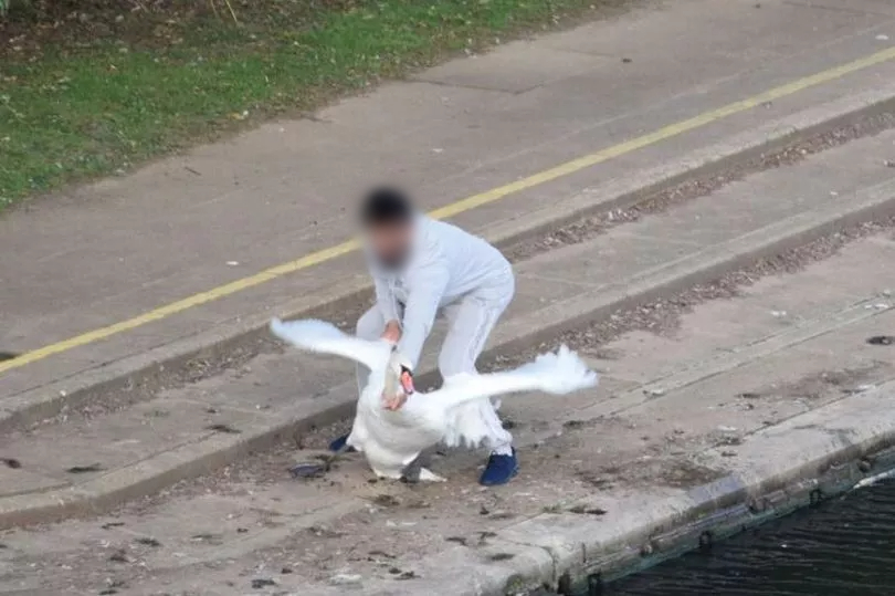 Police quiz man over alleged swan attack on Peterborough riverbank ...