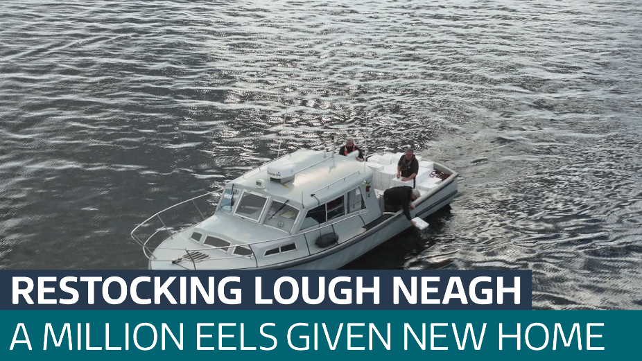 French flavour for Lough Neagh restock - Latest From ITV News