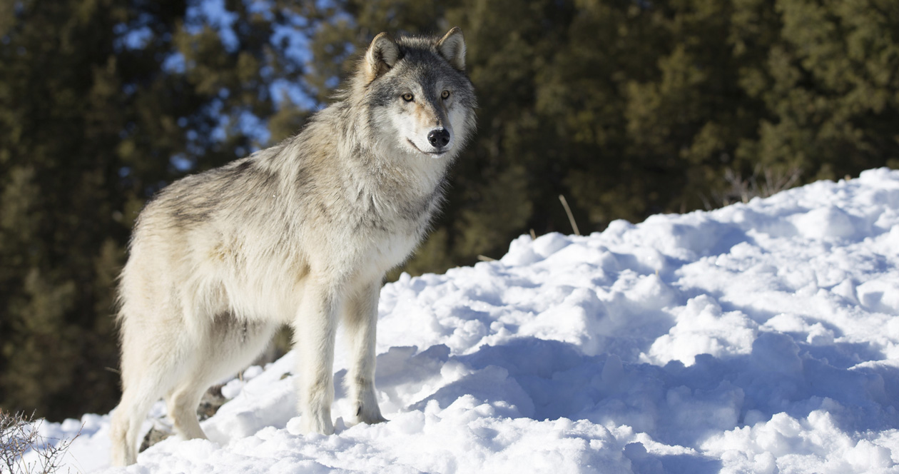 No wolf reintroduction for Colorado // GOHUNT. The Hunting Company