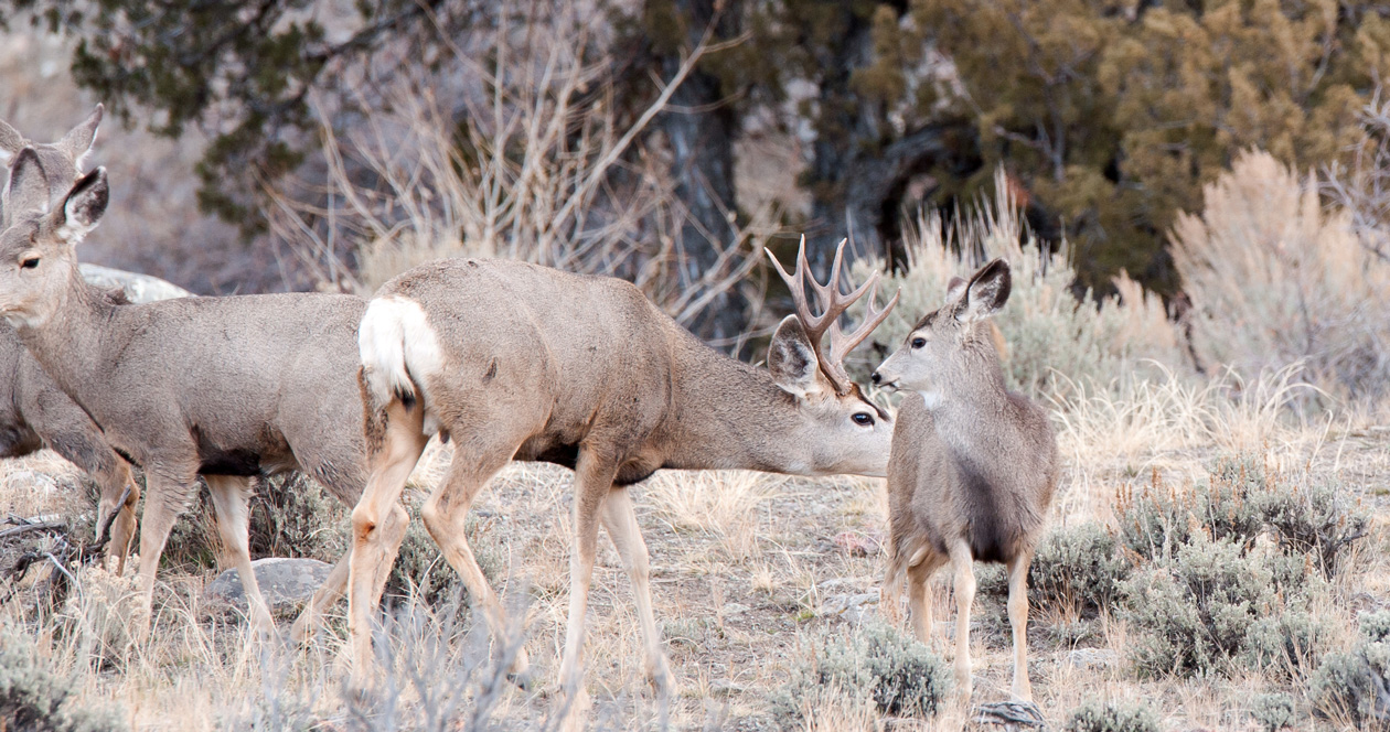 Whitetail Deer Population By State