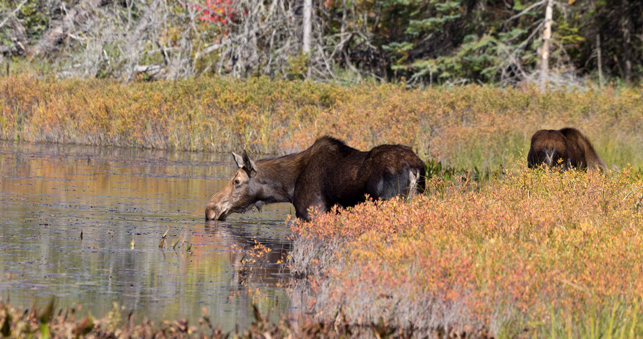 Two BC men guilty of poaching cow moose // GOHUNT. The Hunting Company