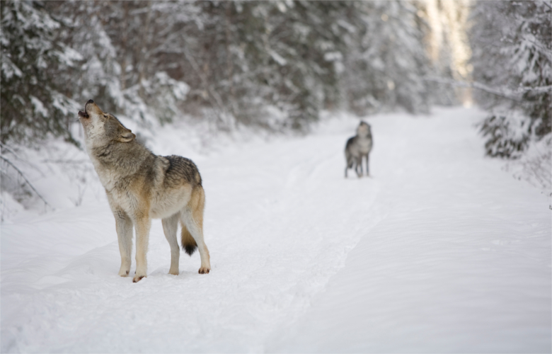 Ontario halts plan to allow wolf hunting // GOHUNT. The Hunting Company