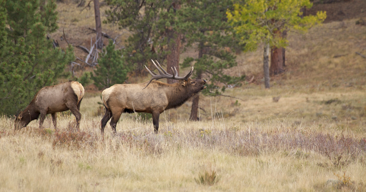 South Dakota ranchers upset over number of elk contingency licenses // GOHUNT. The Hunting Company