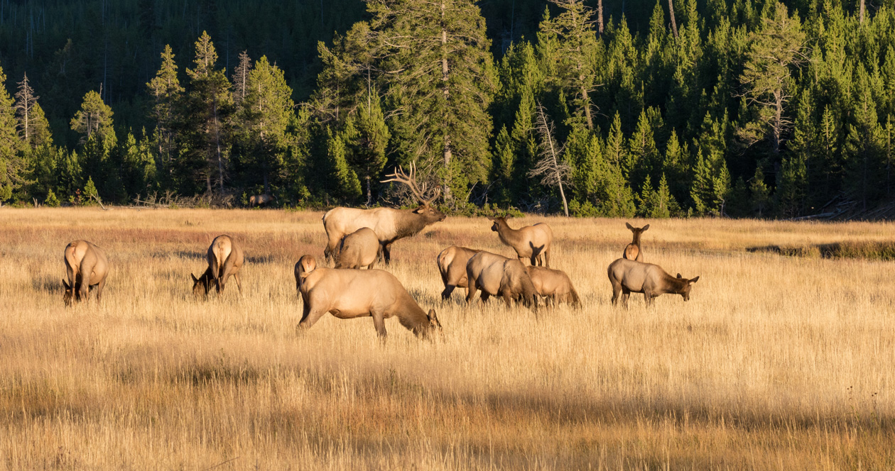Hunters sound off about Colorado elk populations // GOHUNT. The Hunting ...