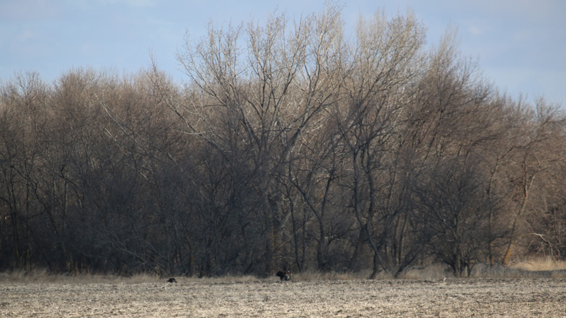 The 30 minute turkey hunting technique // GOHUNT. The Hunting Company