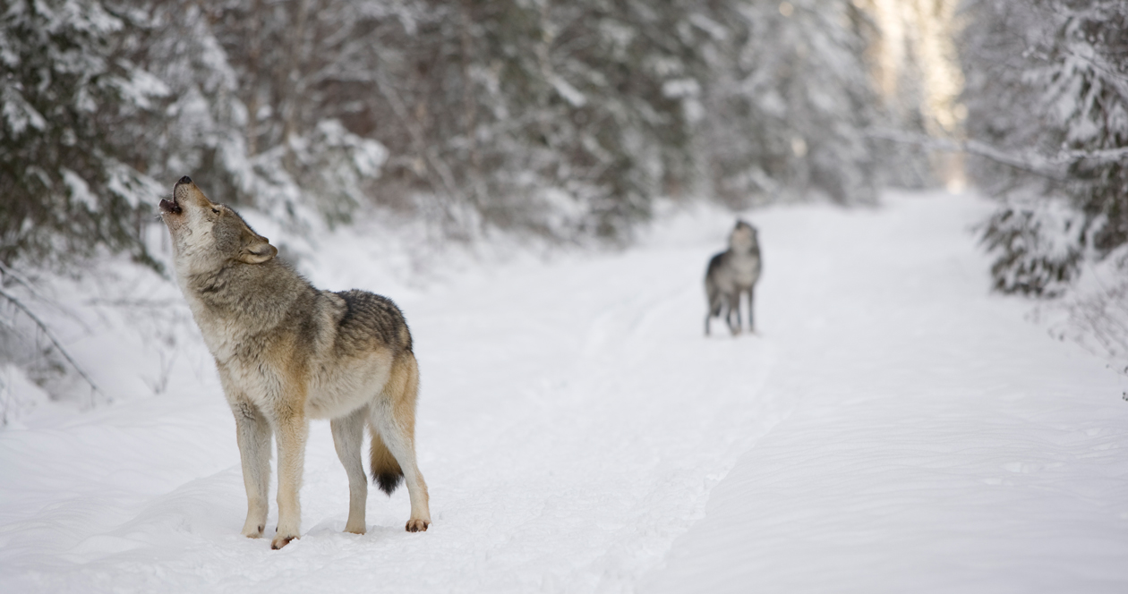 Will wolf hunting return to Minnesota? // GOHUNT. The Hunting Company