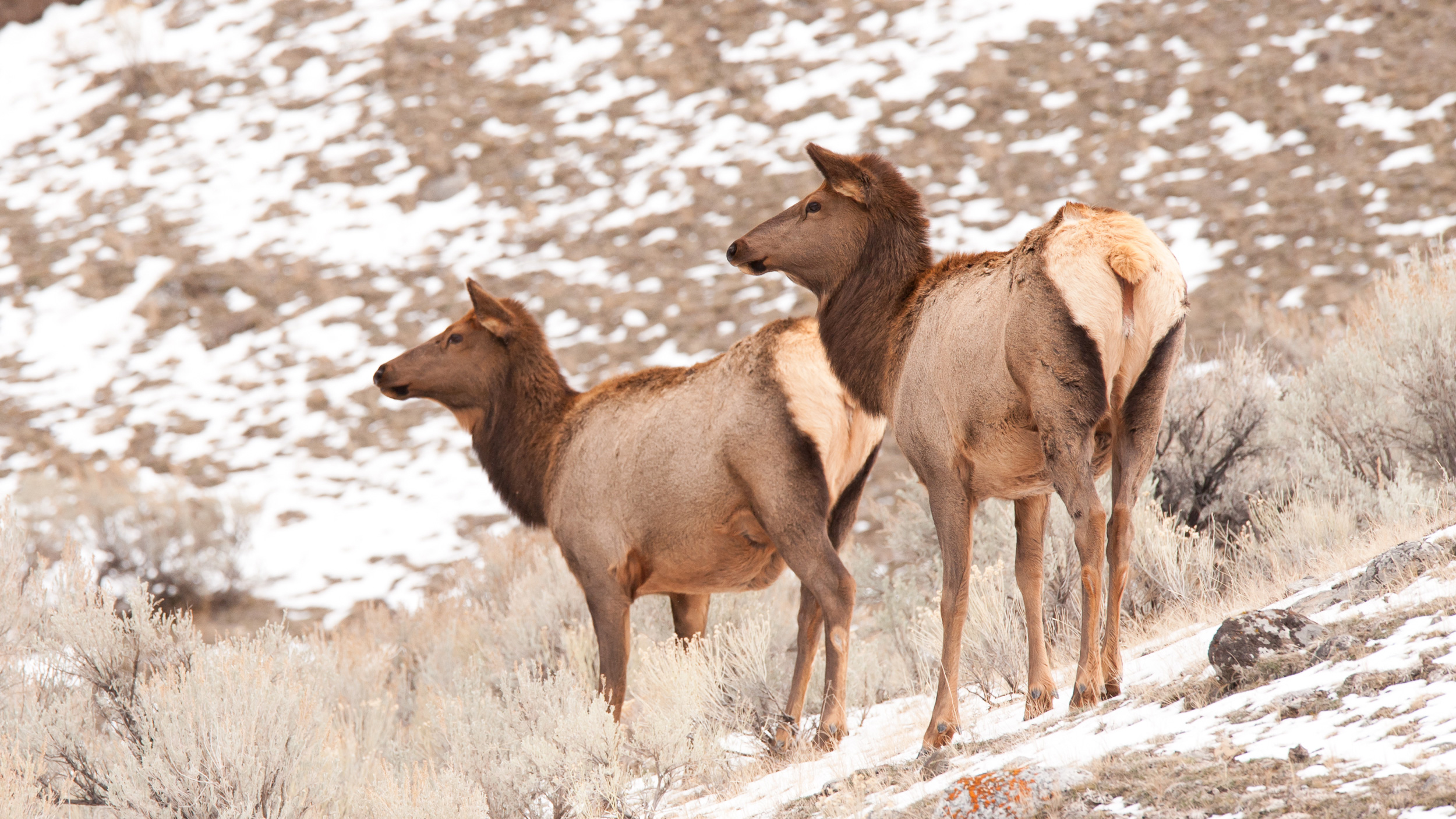 2025 Utah antlerless hunting application overview // GOHUNT. The ...