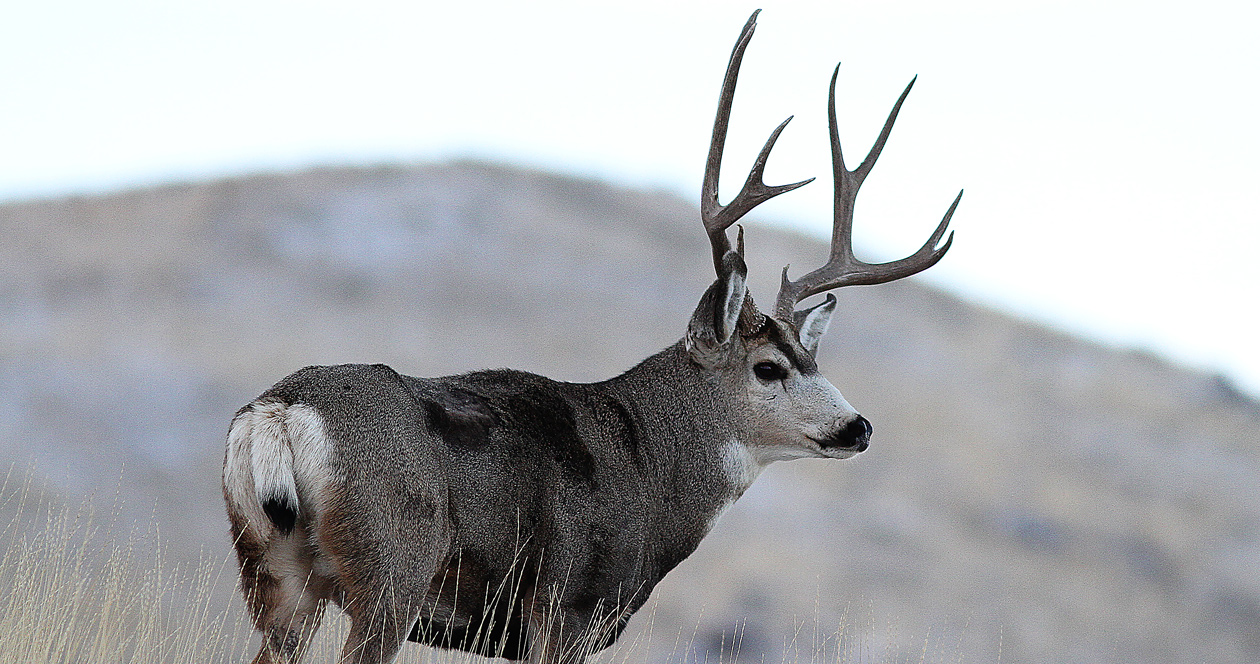 Colorado moves forward with CWD response plan // GOHUNT. The Hunting ...