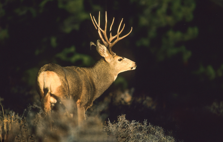 Mule deer overload. Hunt or move them? // GOHUNT. The Hunting Company