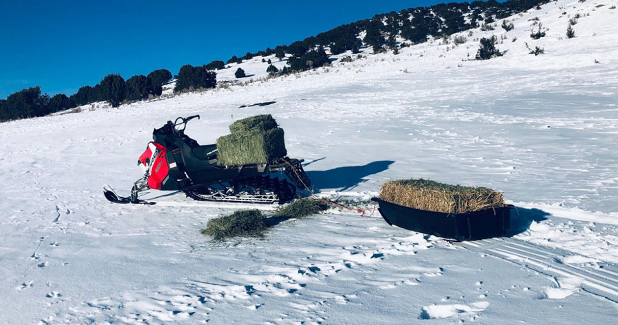 Hay used to lure elk from Idaho cattle operation // GOHUNT. The Hunting ...