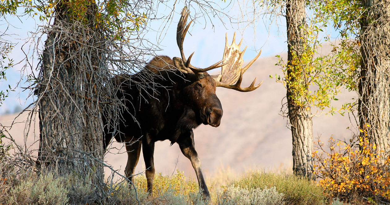 Moose